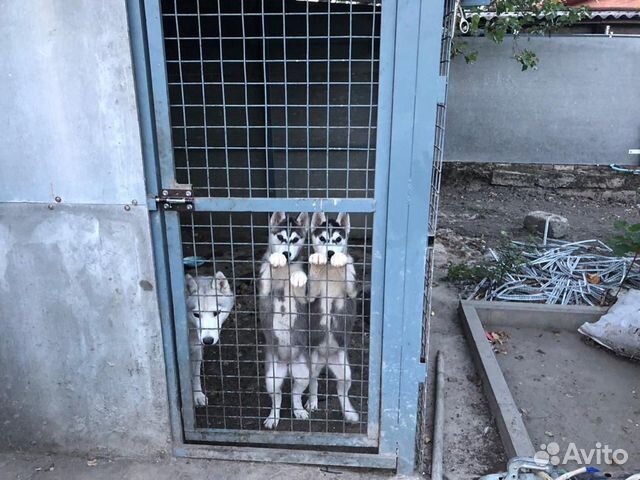 Щенки сибирской хаски-девочки