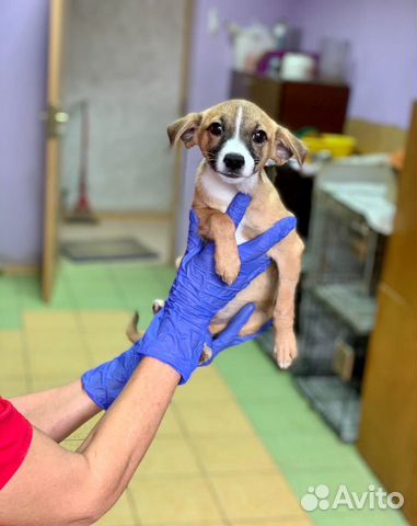 Щенок Лилу в добрые руки