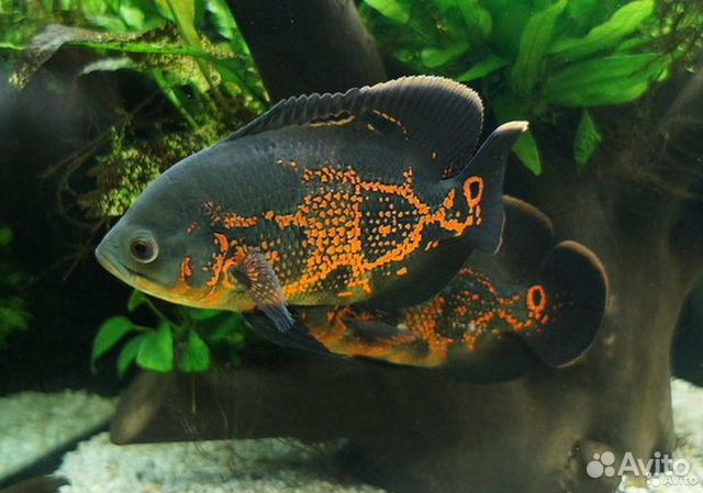 Астронотус