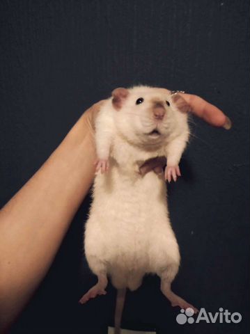 Ищу невесту