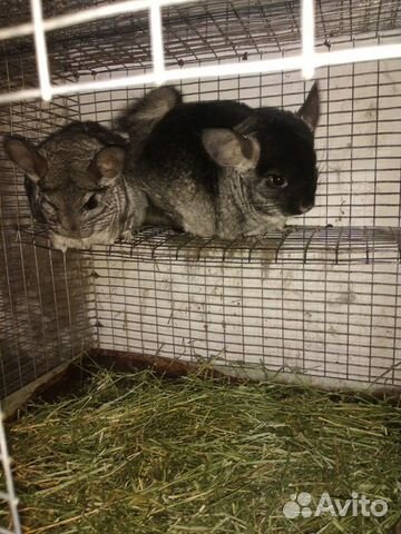 Продются шиншиллы разная ценовая категория