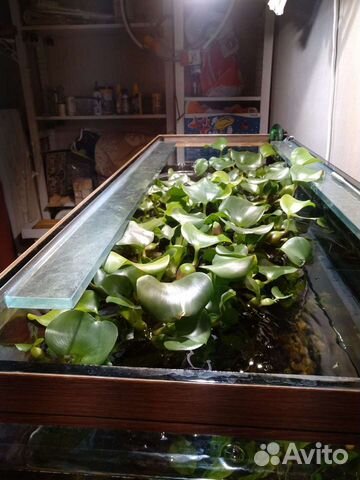 Водяной гиацинт, эйхорния