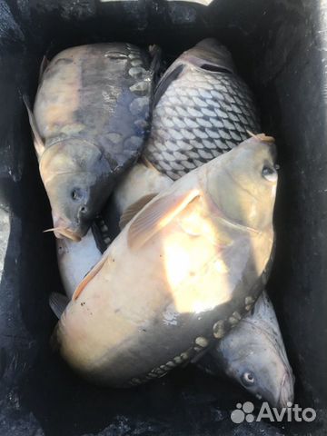 Карп 3,5-5кг