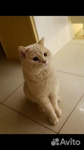 Вязка кота шотландский прямоухий