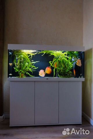 Juwel Rio 240 LED