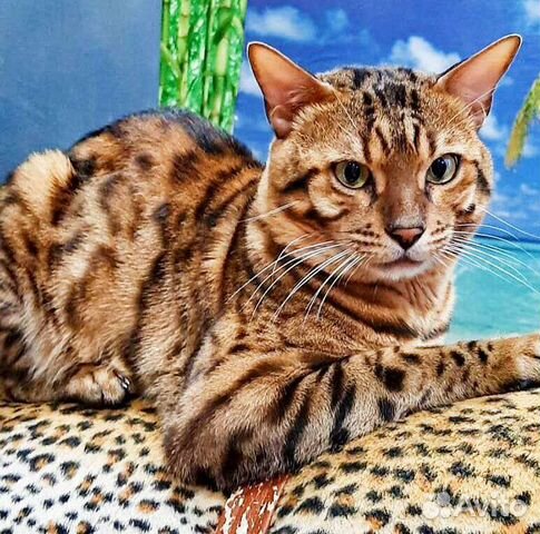 Бенгальская (вязка)