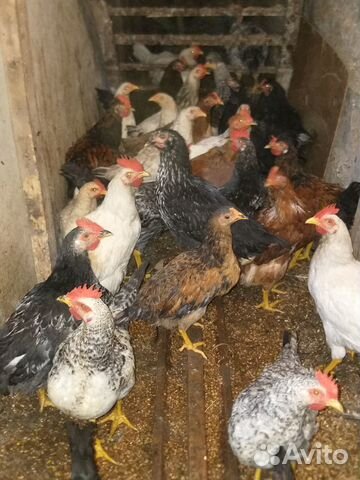 Петушки молодые