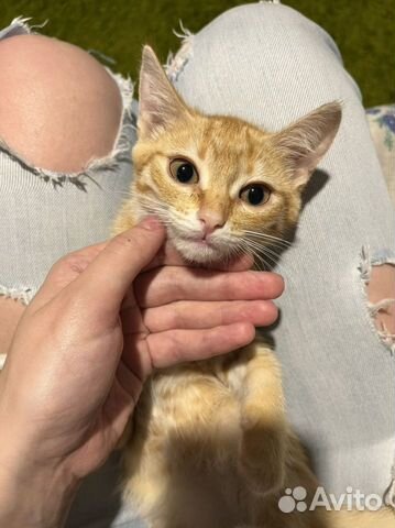 Котенок Ева рыжая девочка 2 мес в добрые руки