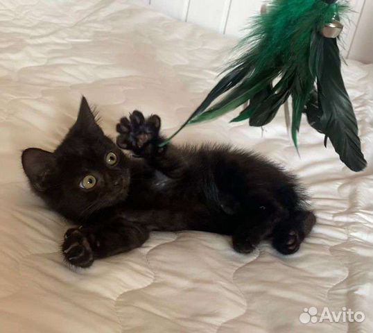 Лупоглазая пантерочка в добрые руки. Привезу