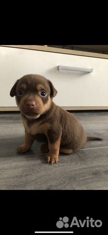 Той-терьер щенки