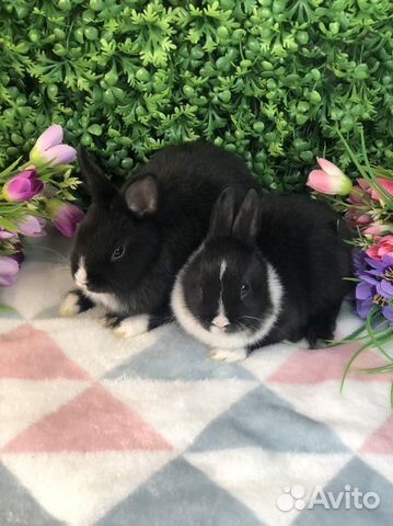 Кролик декоративный