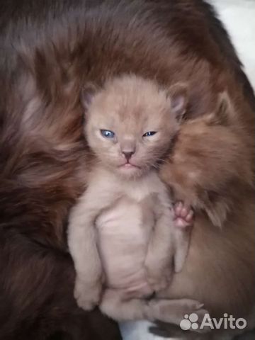 Шикарный голубой бурманский котик