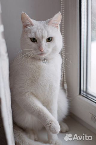 Кошка породы као-мани