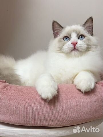 Котята рэгдолл