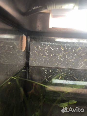 Ампулярии кладка