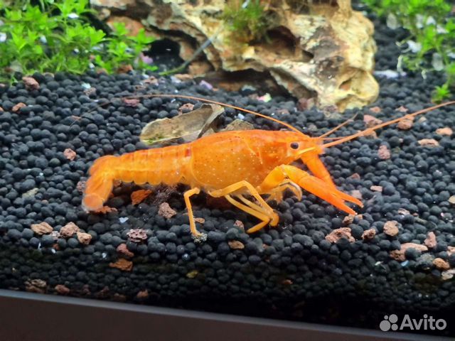 Рак красный Калифорнийский