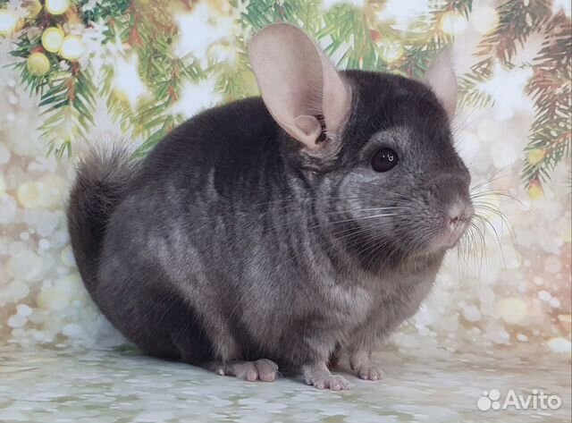 Шиншилла Бальбоа