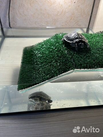 Красноухая черепаха