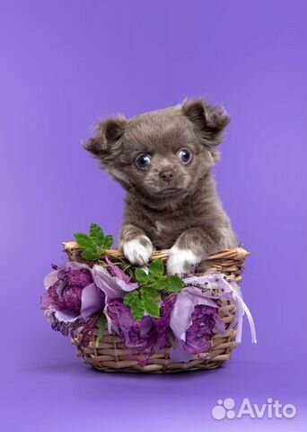 Девочка лиловая РКФ