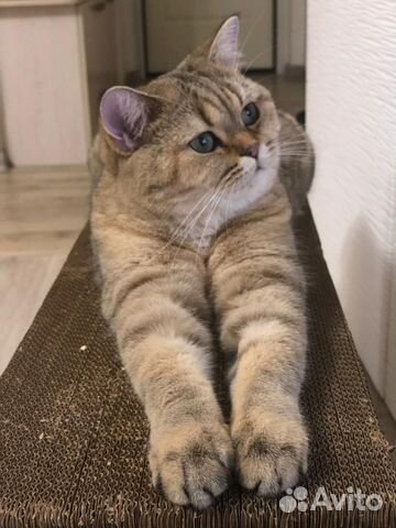 Кошечка британская шиншилла в дар