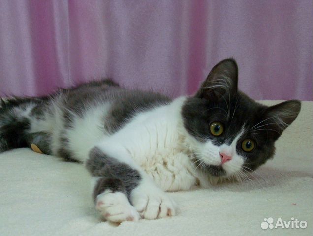 Чудесный Мурзик ищет семью