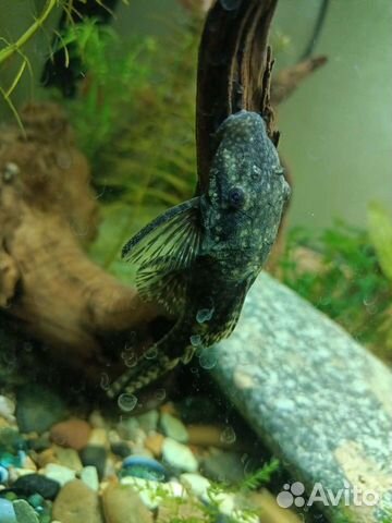 Анциструс заботливый отец