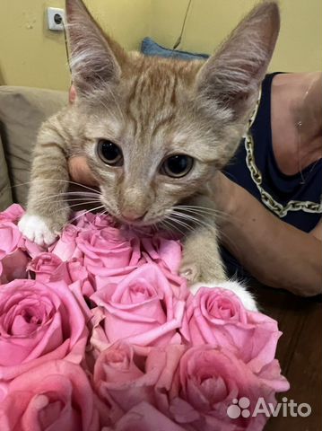 Котенок Каспер 2,5 месяца