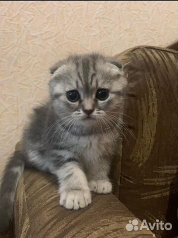 Шотландский - Бразильский котёнок