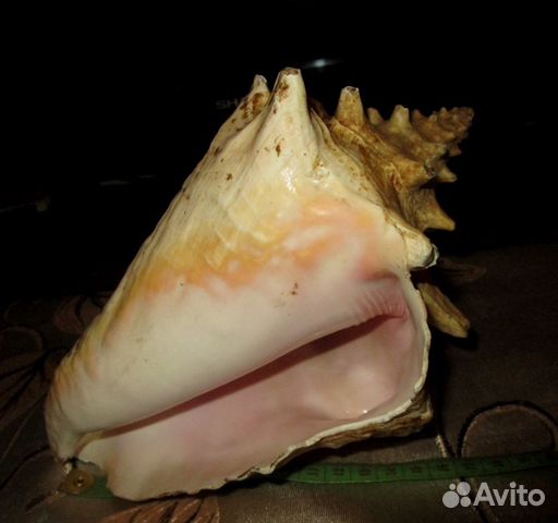 Старинная большая морская раковина 20х15 см