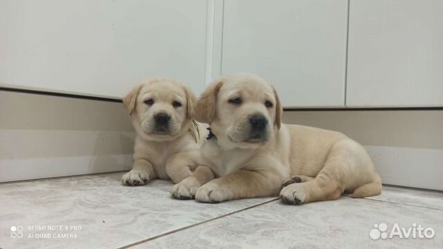 Щенки лабрадора