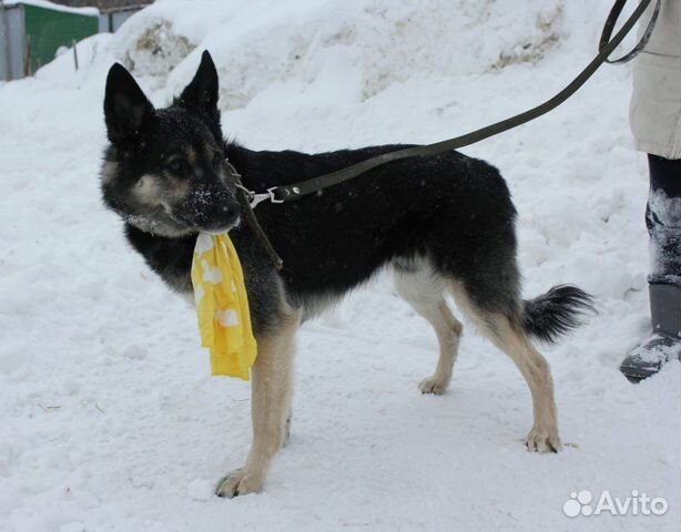 Вприюте для него каждый день - страдания