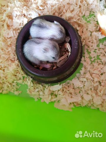 Продаются джунгарские хомячки