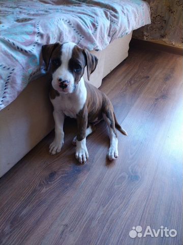 Стафорширский терьер