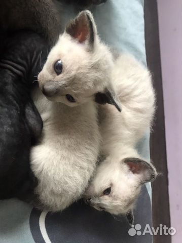 Котята сфинск велюровый, и сфинкс браш