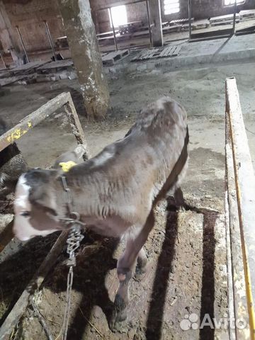 Телята бычки тёлочки с доставкой