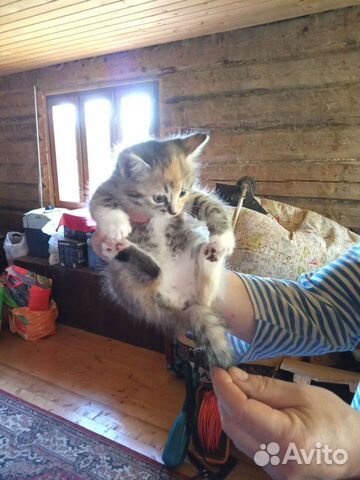 Котята от дикой кошки