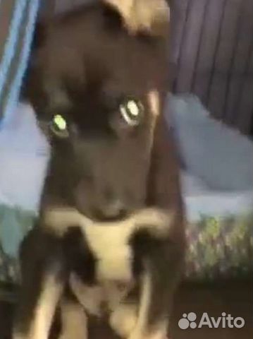 Щенок дворянской породы