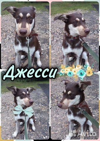 Метис хаски Джесси ищет семью