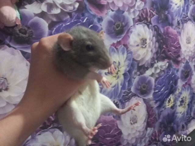 Домашняя крыса, ждёт любящего хозяина