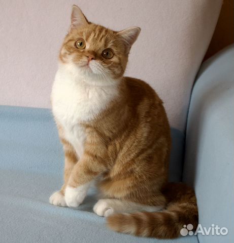 Шотландская кошечка. Очень породная