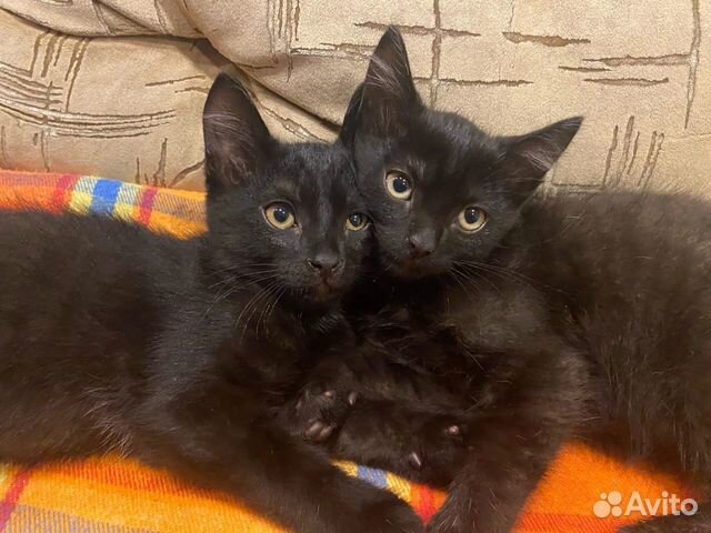 Отдам в добрые руки два чёрненьких котёнка
