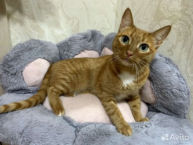 Солнечная кошечка Ася