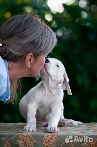 Аргентинский дог