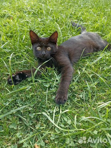 Котенок черный