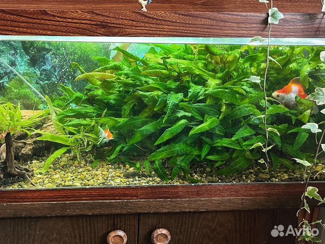 Криптокорина обмен на любое растение