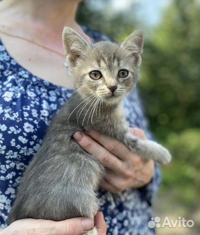 Голубой котик 1,5 месяца