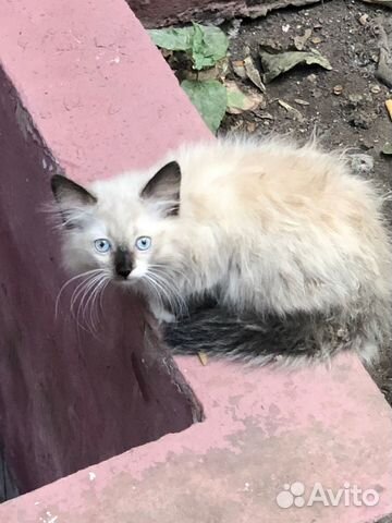 Невероятной красоты котёнок ищет дом