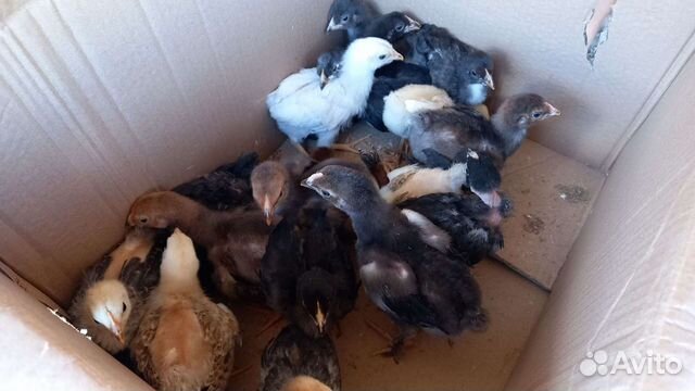 Цыплята домашние