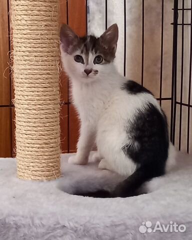 Кузя ищет маму