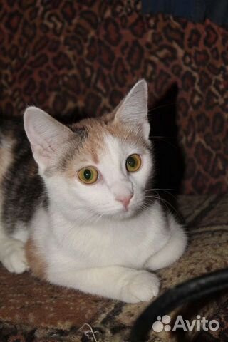 Котенок Миледи в добрые руки